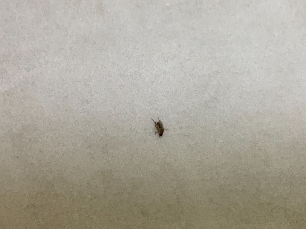 水靈★核爆靈 問底下有蟲照片慎入 夏天一來最近房間出現一堆神奇小飛蟲 有點像果蠅又不知道是啥 所以想說來問一下噗浪 真的是慎入 Nuk93h Plurk